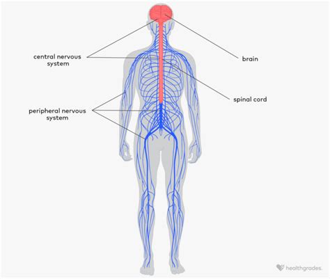 Peripheral Nervous System Function Conditions And More