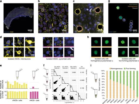 intelligent image based in situ single cell isolation nature