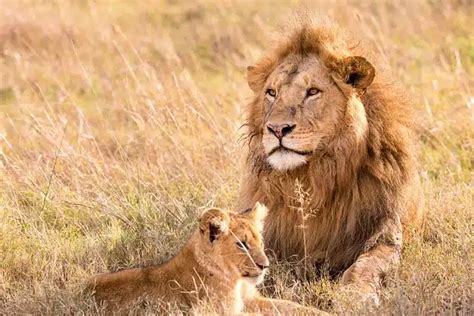 Top 56 Imagen Que Caracteristicas Tienen Los Leones Abzlocal Mx