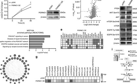 Pgrmc1 Overexpression Alters The Phosphoproteome And Promotes Cell