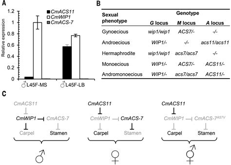 A Cucurbit Androecy Gene Reveals How Unisexual Flowers Develop And