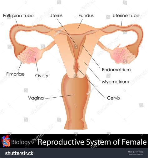 Easy To Edit Vector Illustration Of Female Reproductive System
