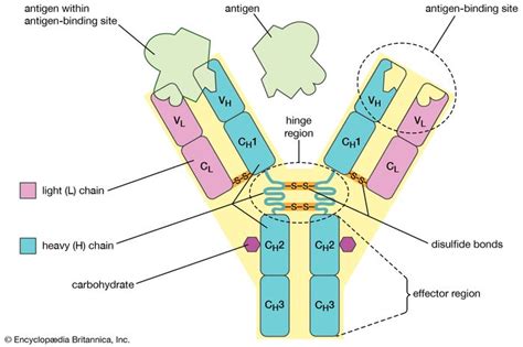 Antigen Receptor Biology Britannica