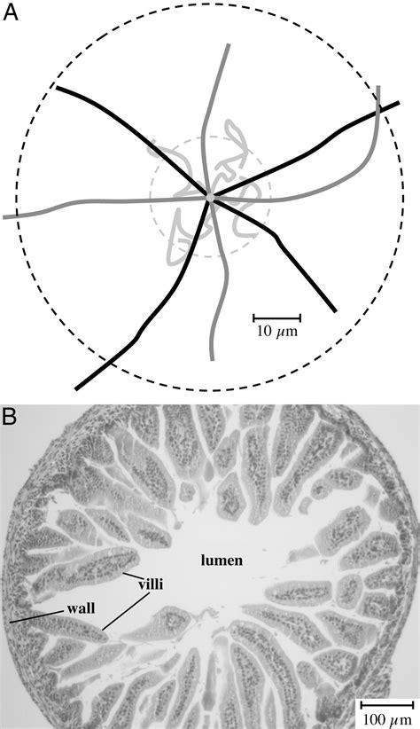 Vibrio Cholerae Labelled Diagram