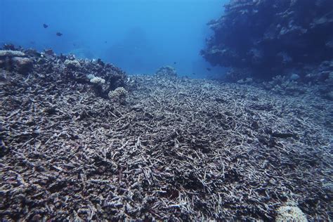 Corals And Sea Anemones Turn Sunscreen Into Toxins Understanding How