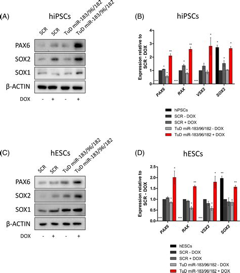 Mir‐183 96 182 Cluster Is An Important Morphogenetic Factor Targeting
