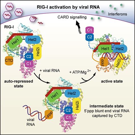 Structural Basis For The Activation Of Innate Immune Pattern