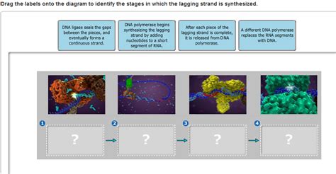 Drag The Labels Onto The Diagram To Identify The Structures
