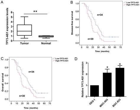 knockdown of lncrna tp73‑as1 inhibits gastric cancer cell proliferation
