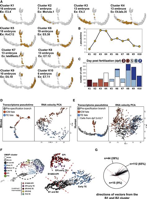 Integrated Pseudotime Analysis Of Human Pre Implantation Embryo Single