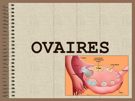 Ppt Appareil Genital Feminin Powerpoint Presentation Free Download
