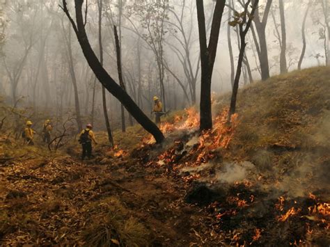 Brigadas Controlan Fuego En El Bosque La Primavera