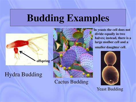 Example Of Budding