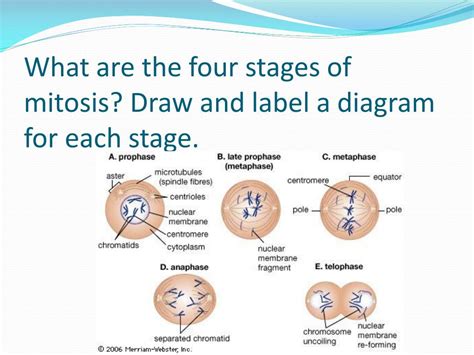 Mitosis Definition Stages Diagram Facts Britannica