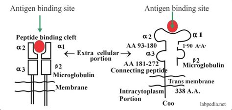 Chapter 10 Human Leucocyte Antigen Hla Major Histocompatibility