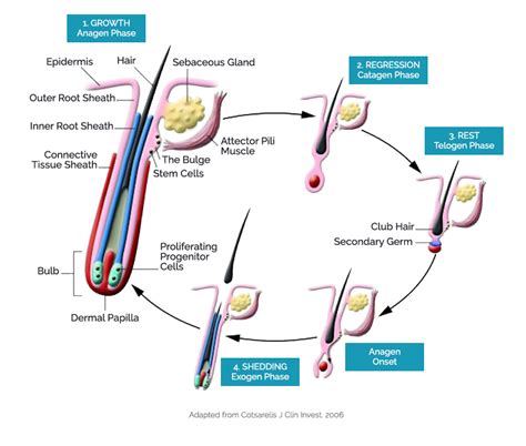 Hair Follicle Structure And Function