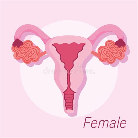 Saúde Anatômica Do Sistema Reprodutivo Humano Feminino Ilustração Do