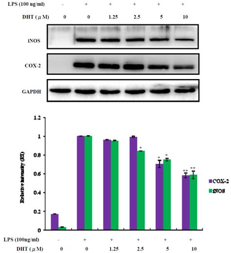 Effects Of Dht On Inhibition Of Cox 2 And Inos Expression In