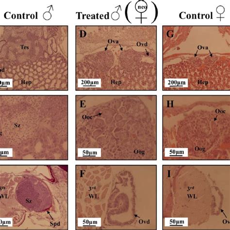 Mr Iag Silencing Induces An Anatomical Sex Reversal Longitudinal