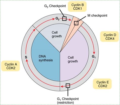 1 1 Cell Biology Review Medicine Libretexts