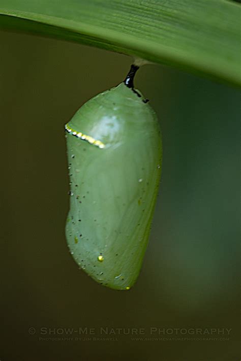 Monarch Chrysalis Show Me Nature Photography