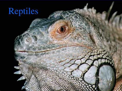 Ppt Reptiles Powerpoint Presentation Free Download Id 1714044