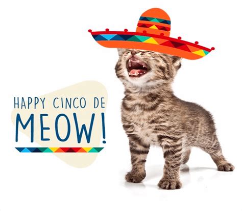 Cinco De Meow O River Cities Cats