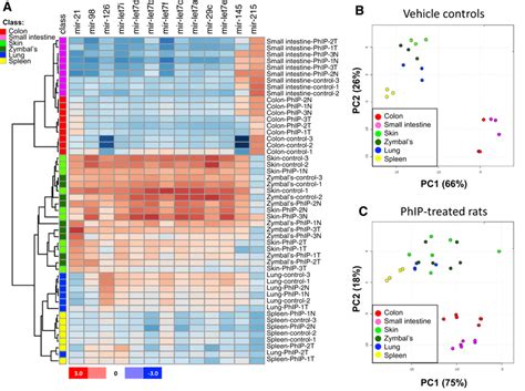 Target Tissue Mirna Profiling In The Rat A Heatmap Showing The