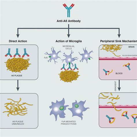 Scheme Of The Amyloid β Aβ Cascade Hypothesis In Alzheimer Disease