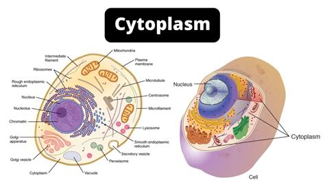 Cytoplasm Functions Structure Definition And Diagram Biology