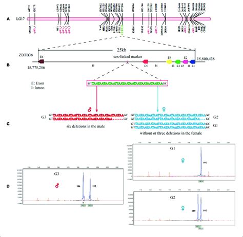 sex related qtls and gene distribution on the lg17 a highlighted