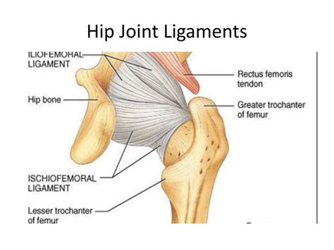 Ppt Ultrasound Basics Of The Hip Powerpoint Presentation Free
