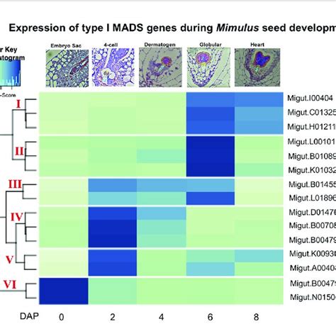 A Heatmap Of Mads Box Type I Gene Expression In Ovules And Seeds The
