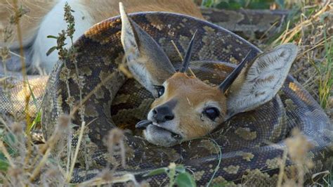 antelope swallowed by python photos