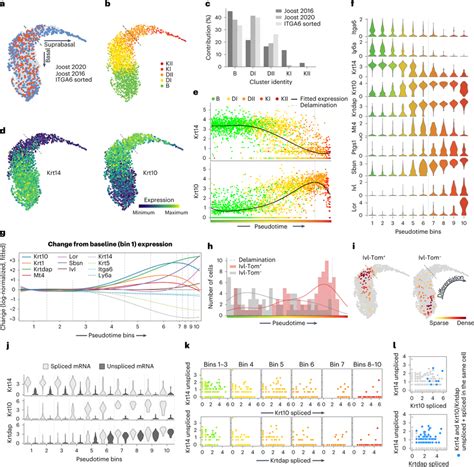 Scrna Seq Trajectory Analysis Of Epidermal Stem Cell And Committed