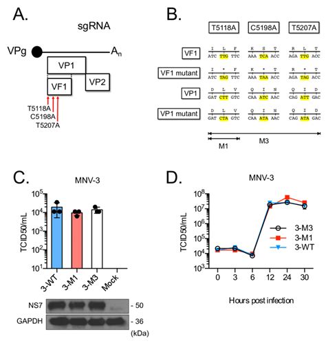 Mnv 3 Vf1 Is Dispensable For Replication In Cell Lines A And B