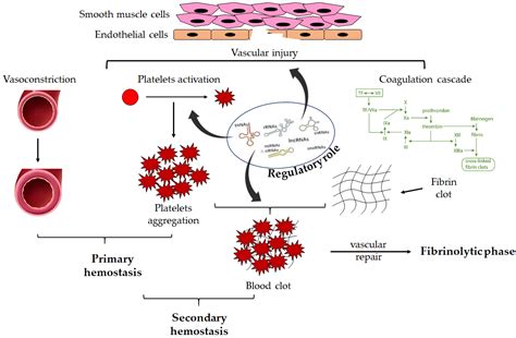 Ijms Free Full Text The Novel Role Of Noncoding Rnas In Modulating