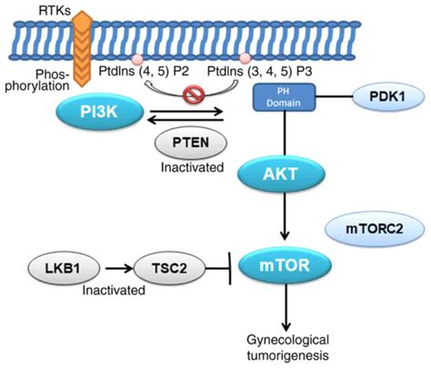 Research Progress On The Pi3k Akt Signaling Pathway In Gynecological