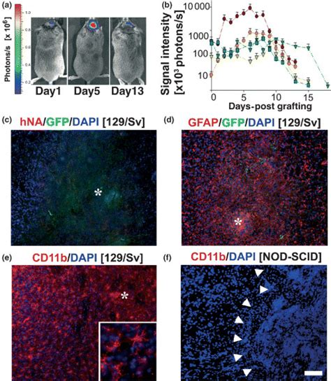 In Vivo Monitoring Of Luc Hesc Derived Neural Precursors In 129 Sv