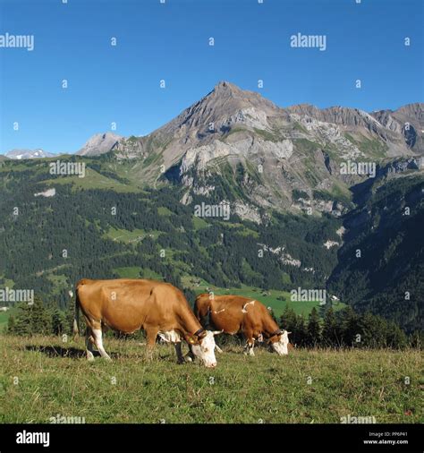 Grasende Kühe Und Mount Spitzhorn Gsteig Bei Gstaad Berner Oberland