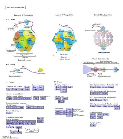 Kegg Pathway Rna Degradation