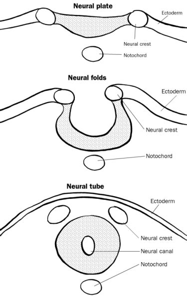 Nervous System