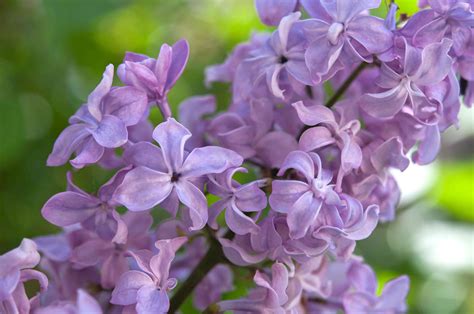 Lilac Bush Plant Care And Growing Guide