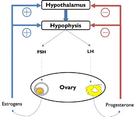 Hypothalamic Hypophyseal Ovarian Axis With The Positive And Negative
