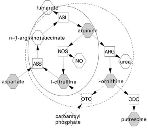 Overview Of Pathways Of Arginine Metabolism In Cns Hexagons Depict