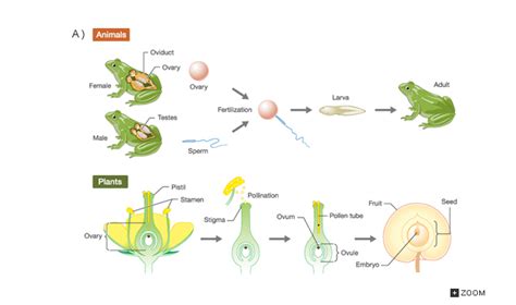 😍 compare sexual and asexual reproduction sexual vs