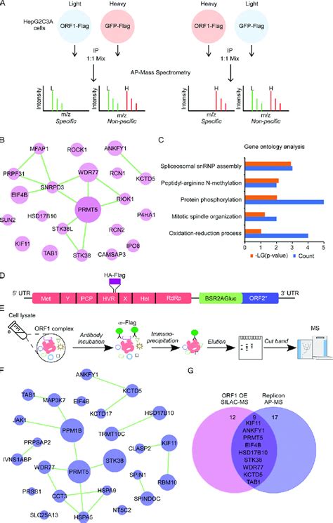 Identifications Of The Interaction Partners Of Hev Replication Complex