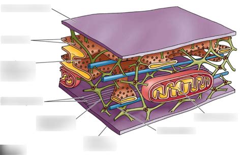 Cytoskeleton Labeled Diagram