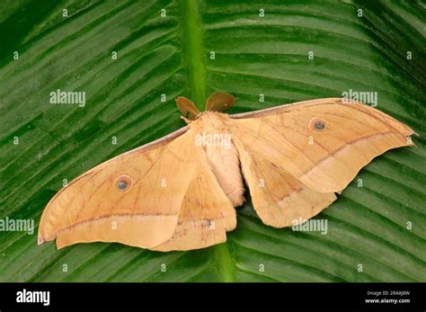 Chinese Tasar Moth Antheraea Pernyi Chinese Tussah Moth Chinese