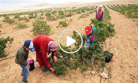 نبتة مشهورة في سوريا تتحول زراعتها إلى كنز يدر مبالغ مالية كبيرة على